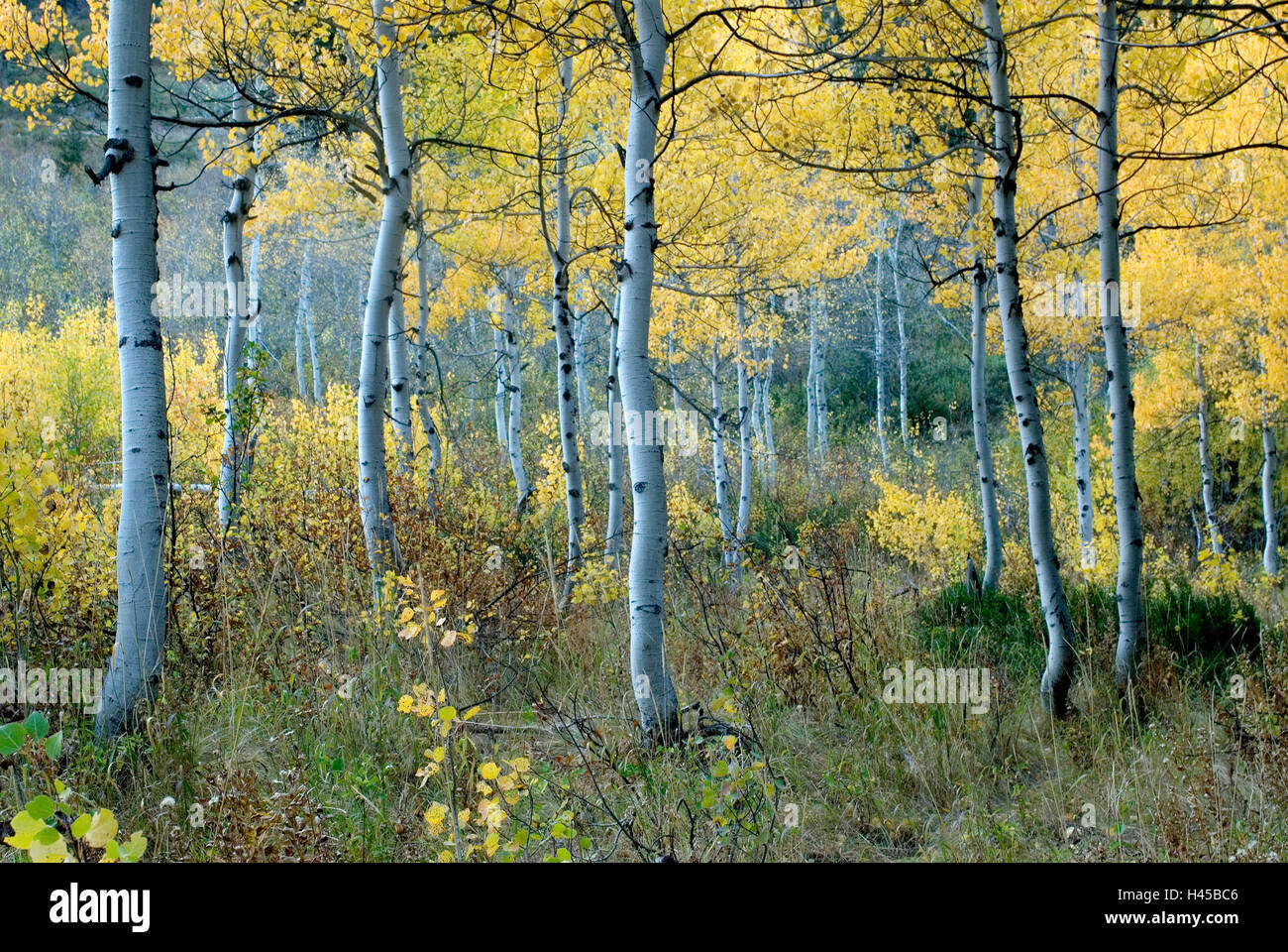 "Aspens #6" Eastern Cascades, WA Stock Photo - Alamy