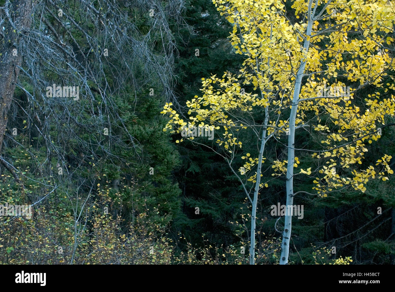 "Aspens #5" Eastern Cascades, WA Stock Photo - Alamy