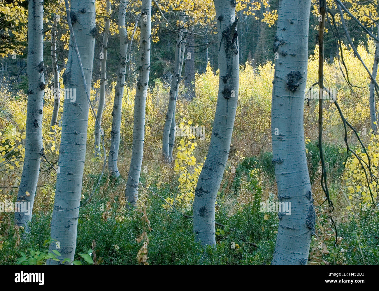 "Aspens #4" Eastern Cascades, WA Stock Photo - Alamy