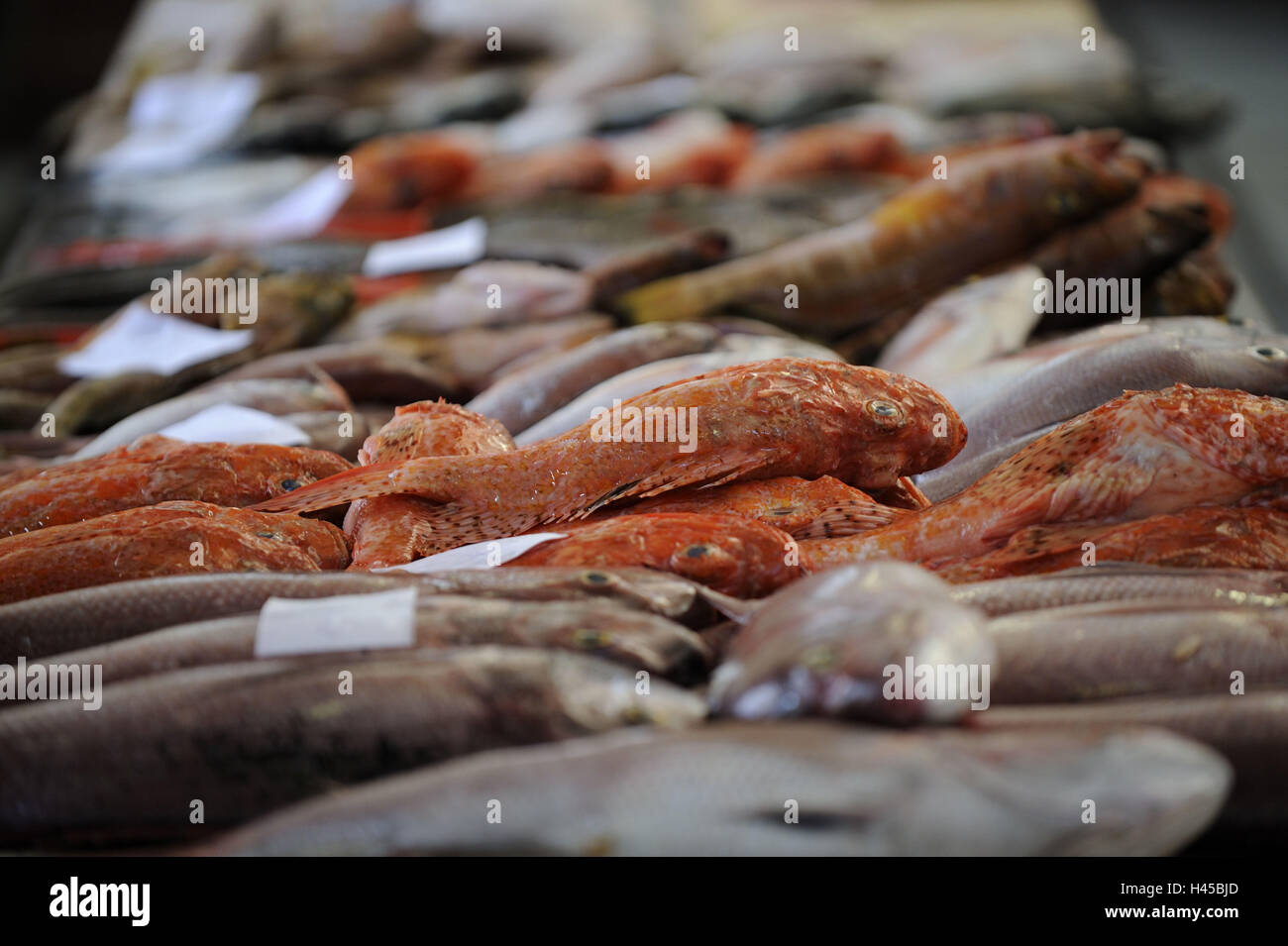 Fish market funchal madeira portugal hi-res stock photography and ...