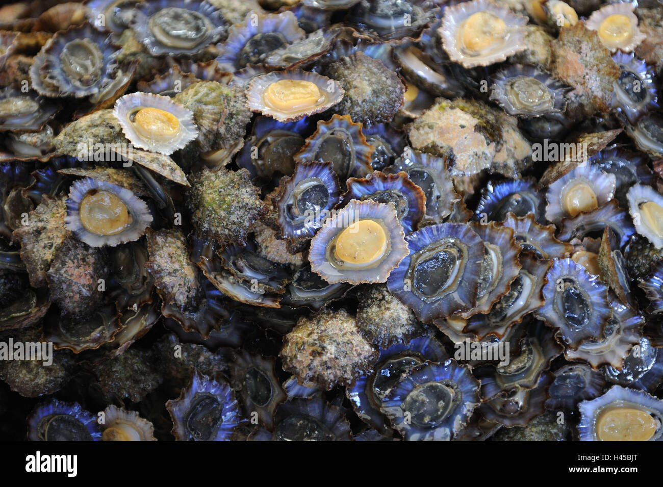 Lapas madeira hi-res stock photography and images - Alamy