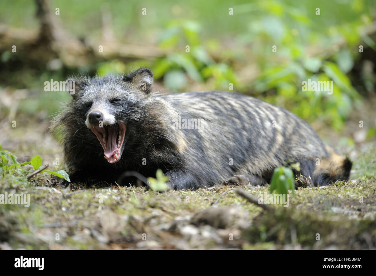 Marten's dog, Nyctereutes procyonoides, rest Stock Photo - Alamy