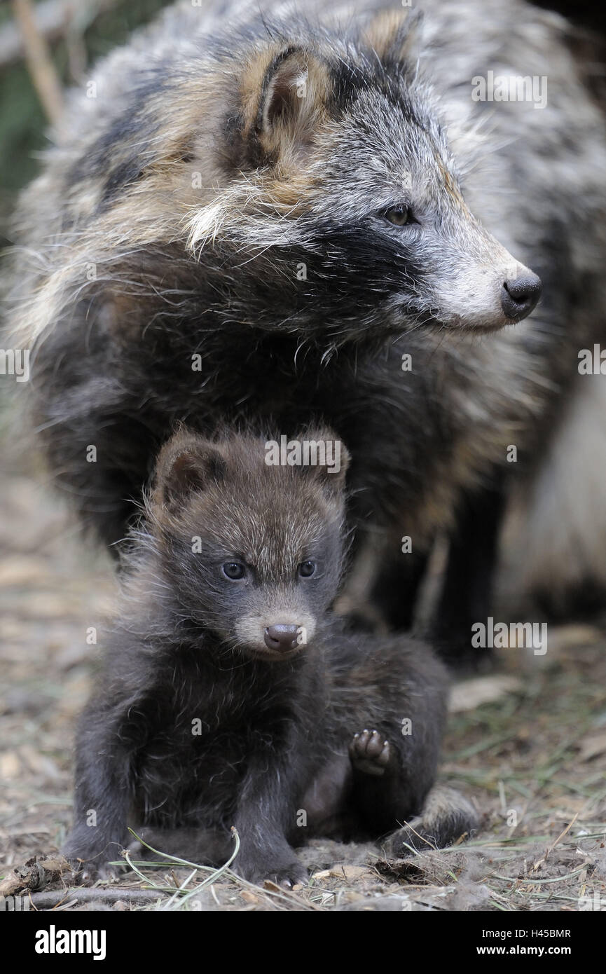 Marten's dogs, Nyctereutes procyonoides, mother animal, puppy Stock ...