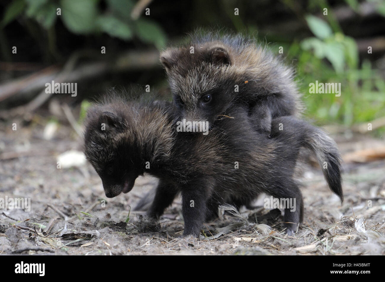 Marten's dog, Nyctereutes procyonoides, young animals, play Stock Photo ...