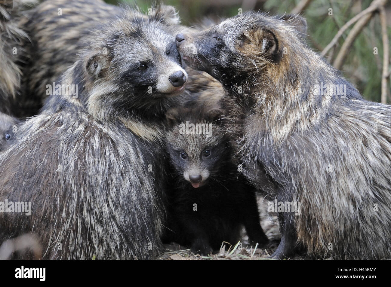 Marten's dogs, Nyctereutes procyonoides Stock Photo - Alamy