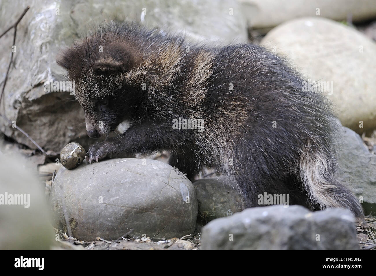Marten's dog, Nyctereutes procyonoides, young animal, play Stock Photo ...