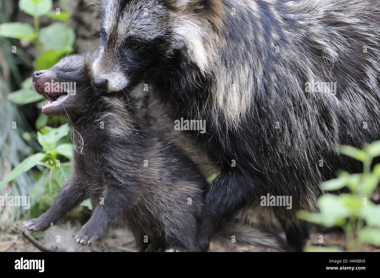 Marten's dogs, Nyctereutes procyonoides, mother animal, puppy, carry ...