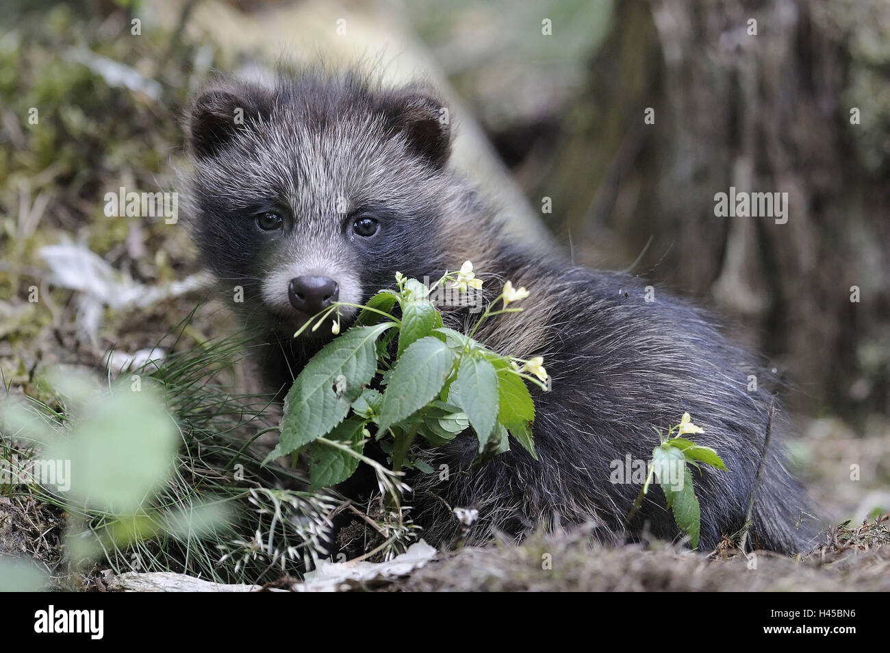 Marten's dog, Nyctereutes procyonoides, young animal, attention Stock ...