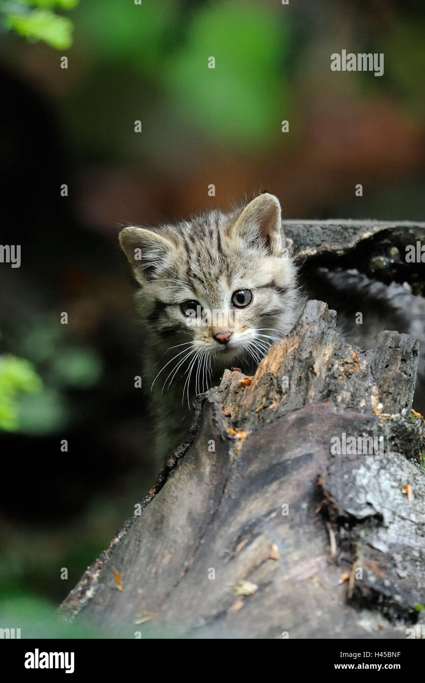 Wildcat, Felis silvestris, young animal Stock Photo - Alamy