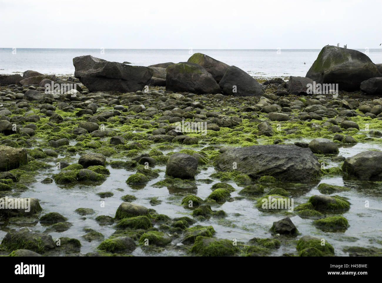 Stones algae hi-res stock photography and images - Alamy