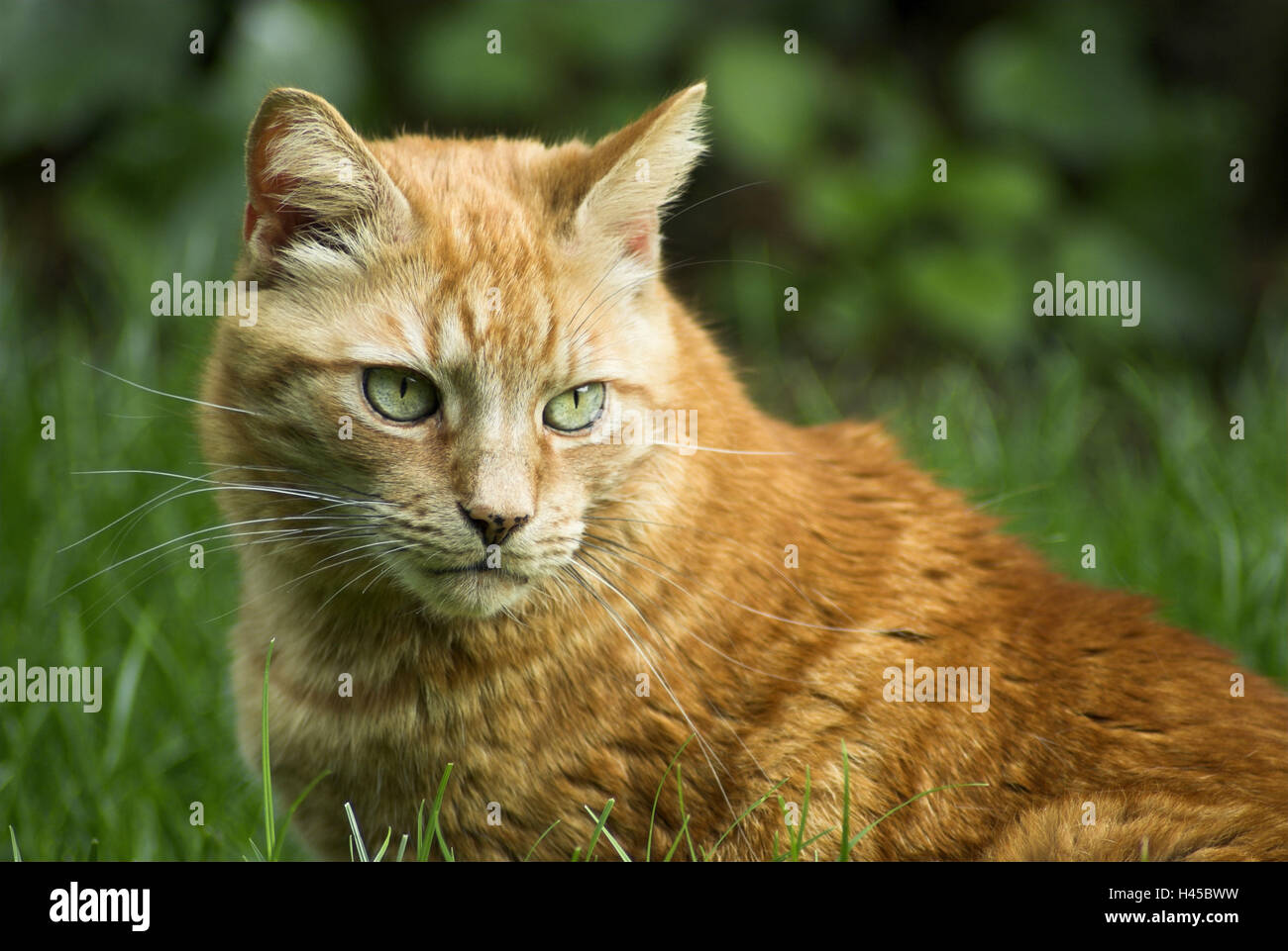 Meadow, cat, red, portrait Stock Photo - Alamy