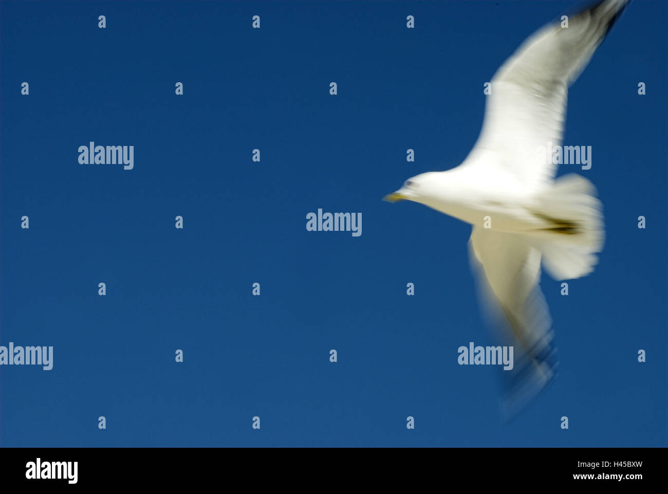 Unsharpness hi-res stock photography and images - Alamy