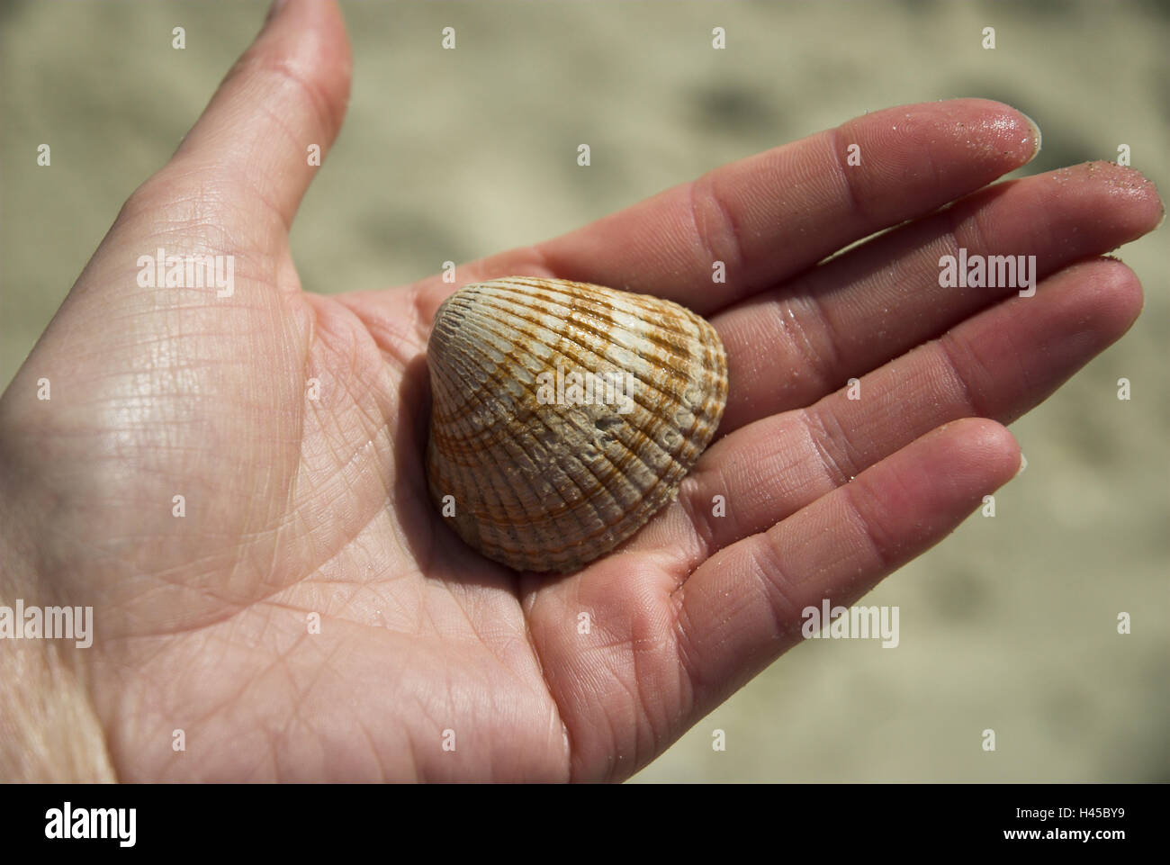 Hand palm up collect hi-res stock photography and images - Alamy