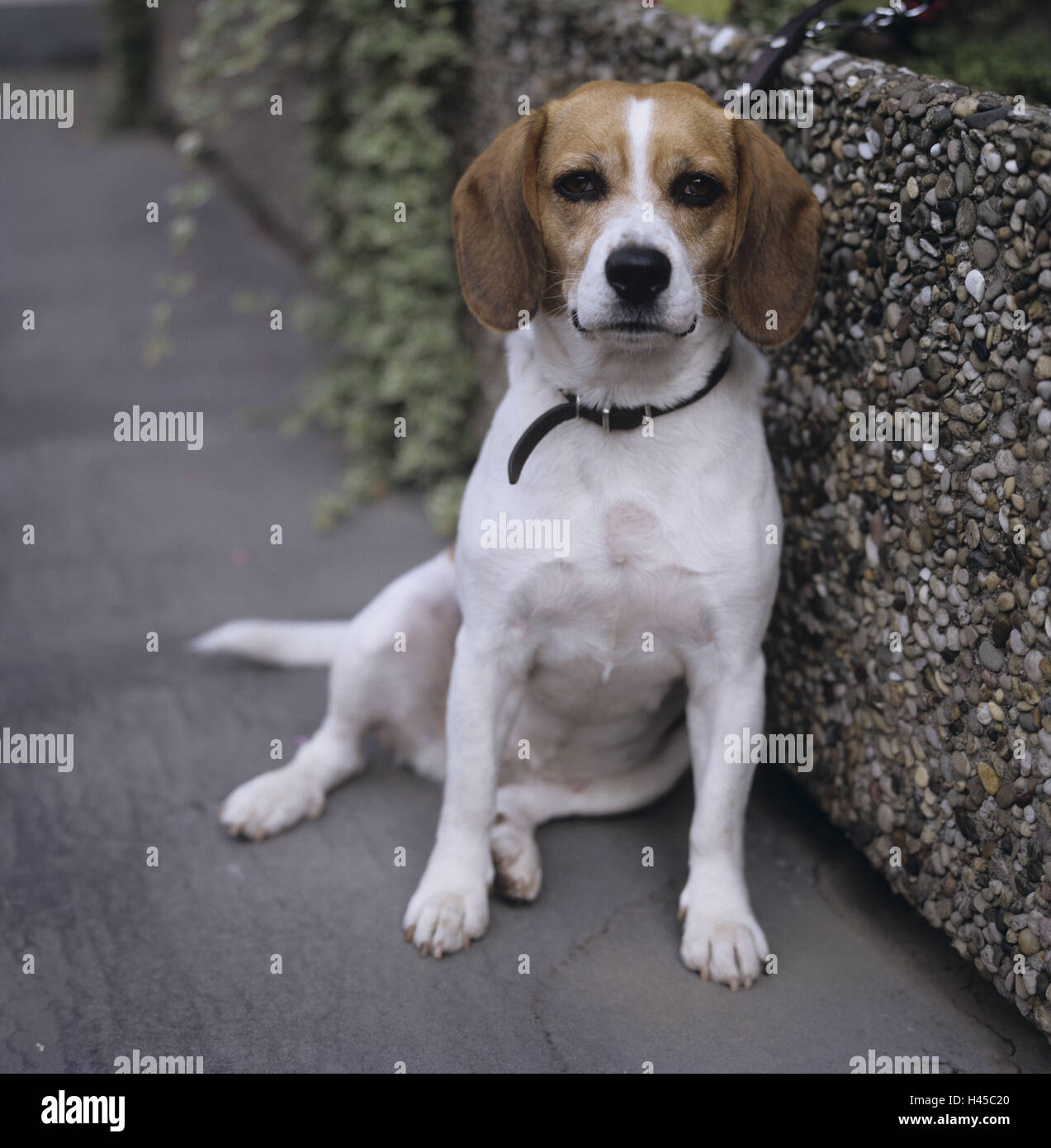 Sidewalk, dog, beagle, sitting, waiting, Animal, mammal, dog, pet ...