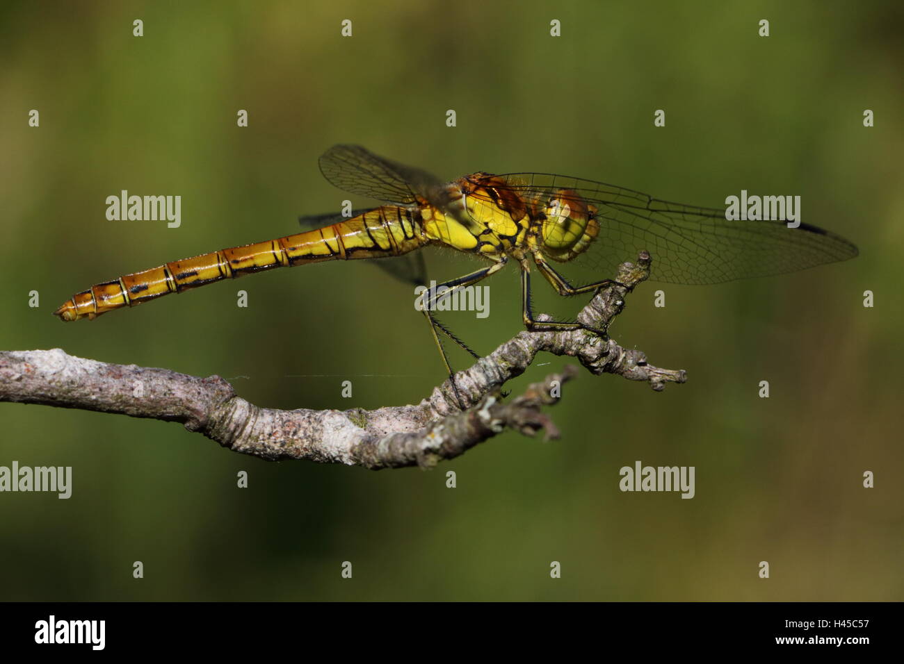 Female Common Darter Dragonfly Stock Photo - Alamy