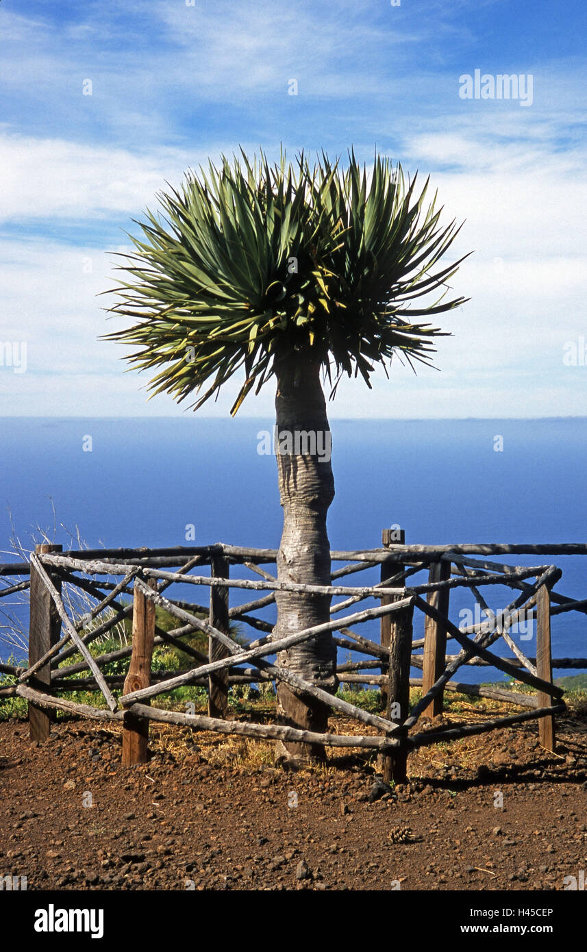 Spain, the Canaries, La Palma, Garafia, dragon's tree, view, sea Stock ...