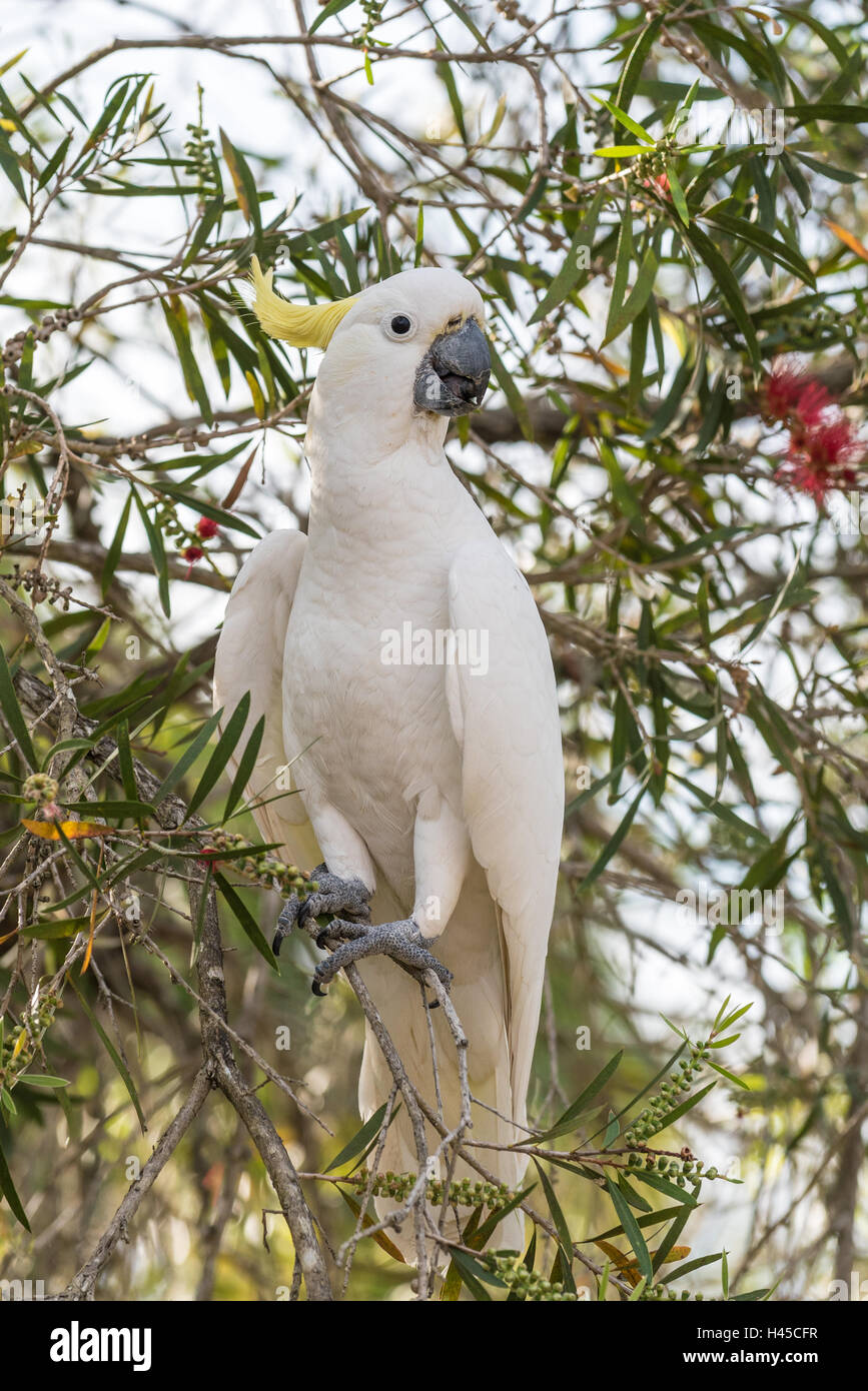 Sulphur Crested Cockatoo Stock Photo - Alamy