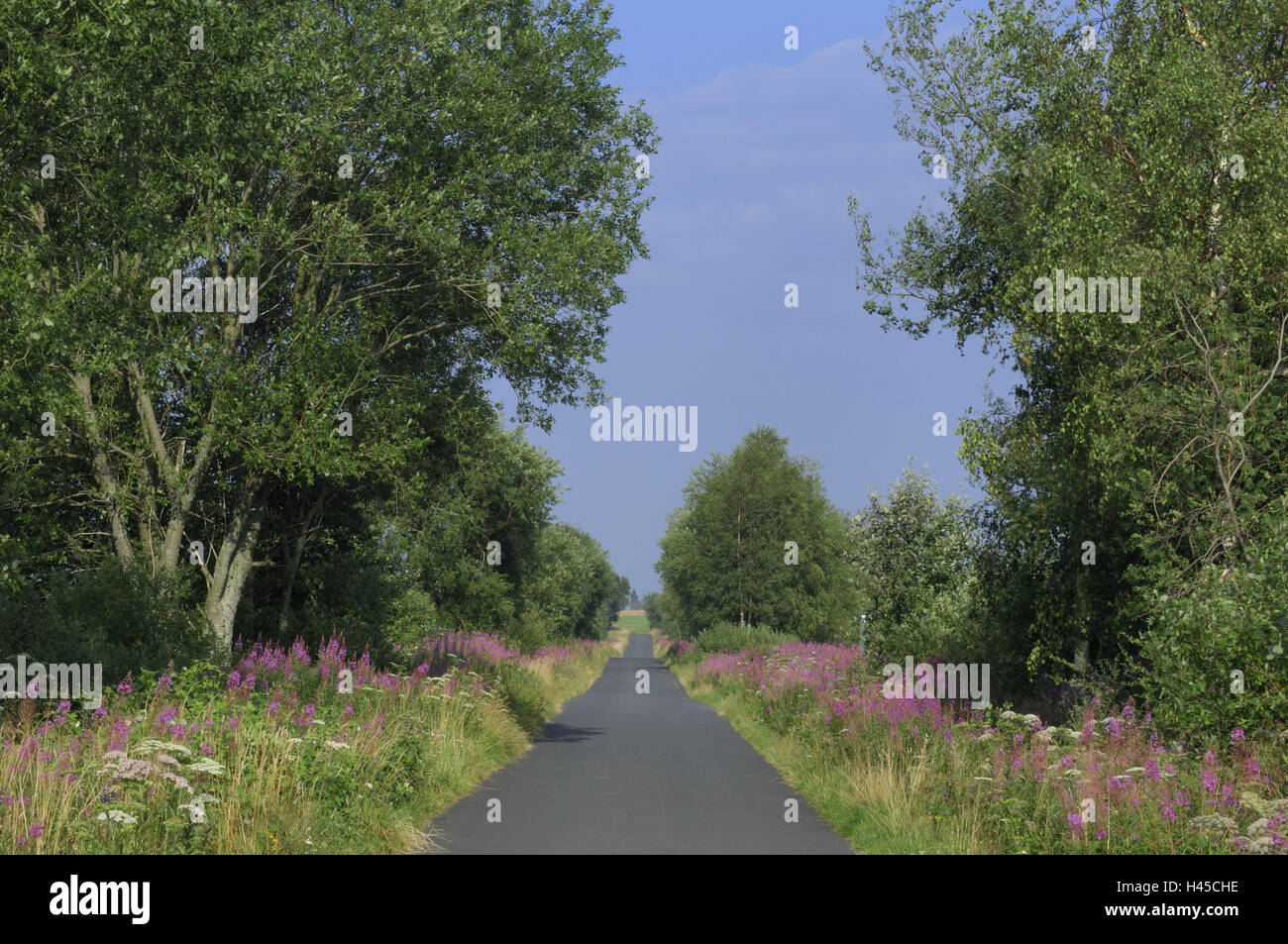 Leafy country lane hi-res stock photography and images - Alamy
