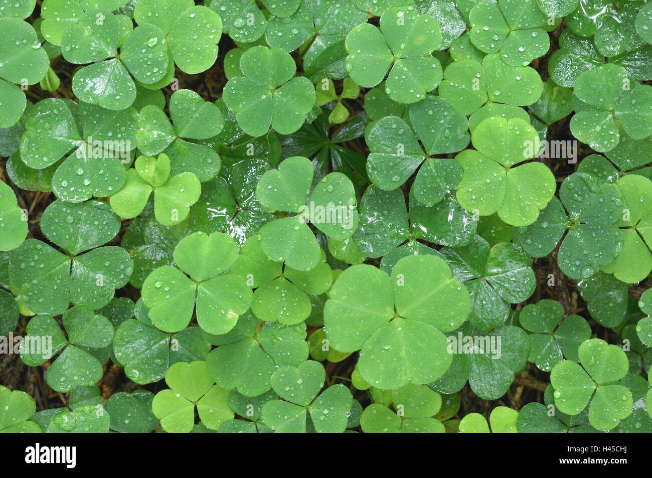 Sour clover hi-res stock photography and images - Alamy