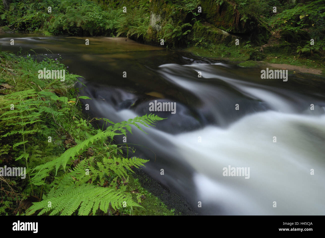Forest brook, flow, stones, wood, ecosystem Stock Photo - Alamy