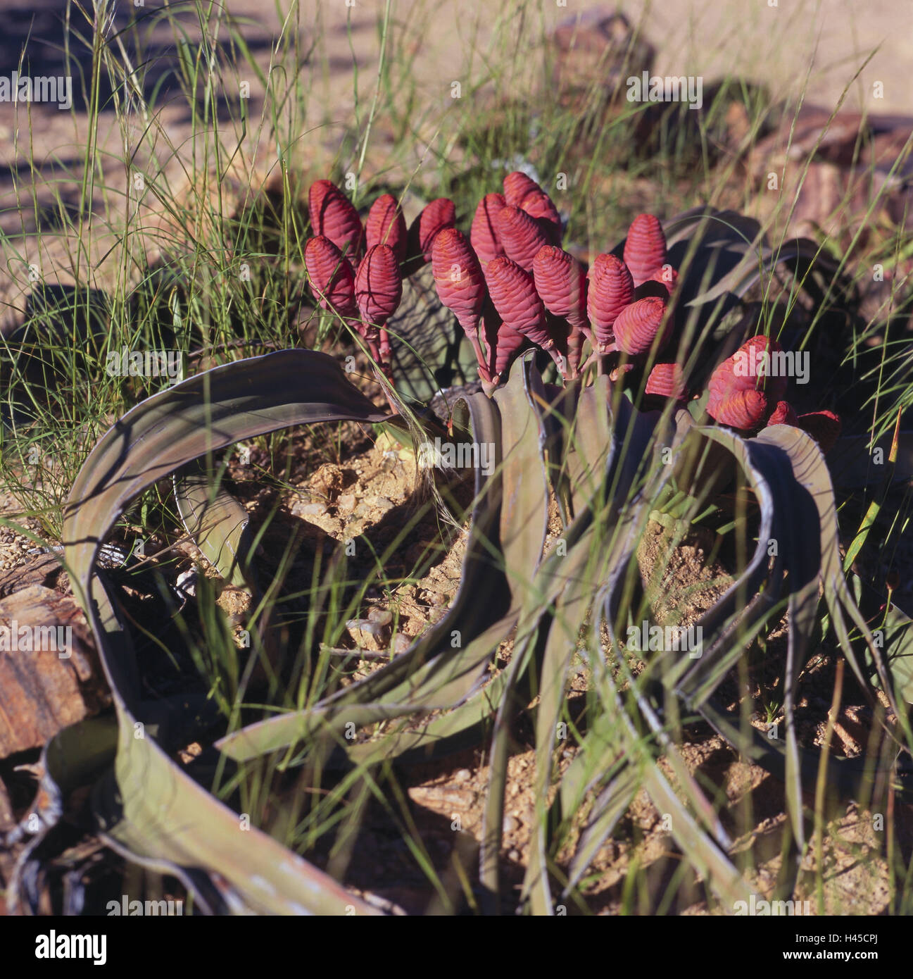 Namibia, Damaraland, wild plant, Welwitschia Mirabilis, Africa, desert ...