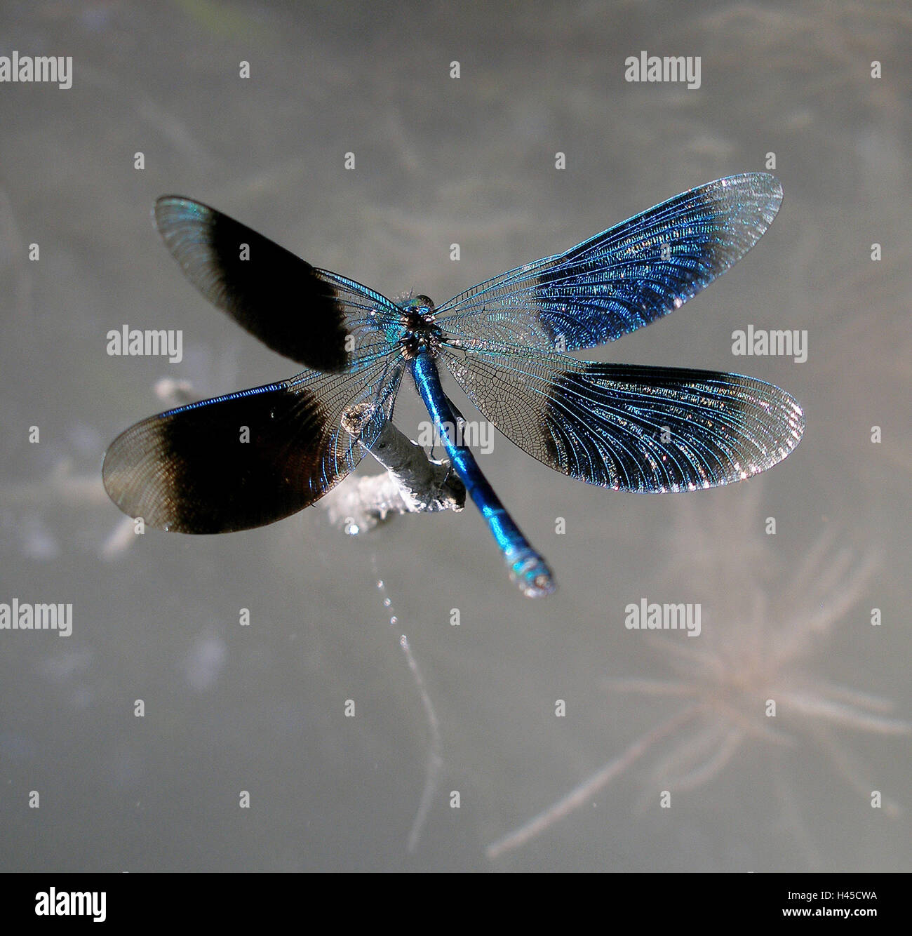 Banded demoiselle, spreaded wings, mating behaviour Stock Photo - Alamy