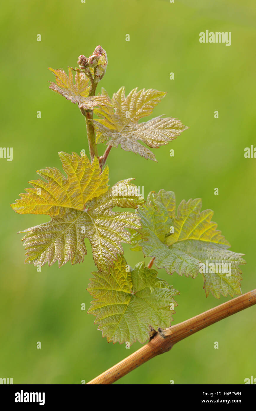 Vine, medium close-up Stock Photo - Alamy