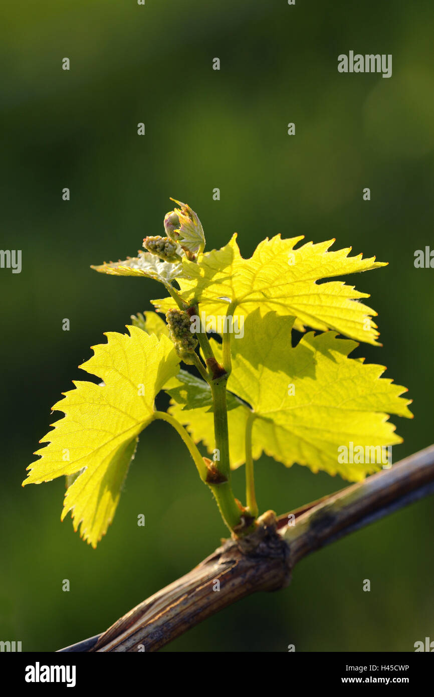 Vine, medium close-up Stock Photo - Alamy