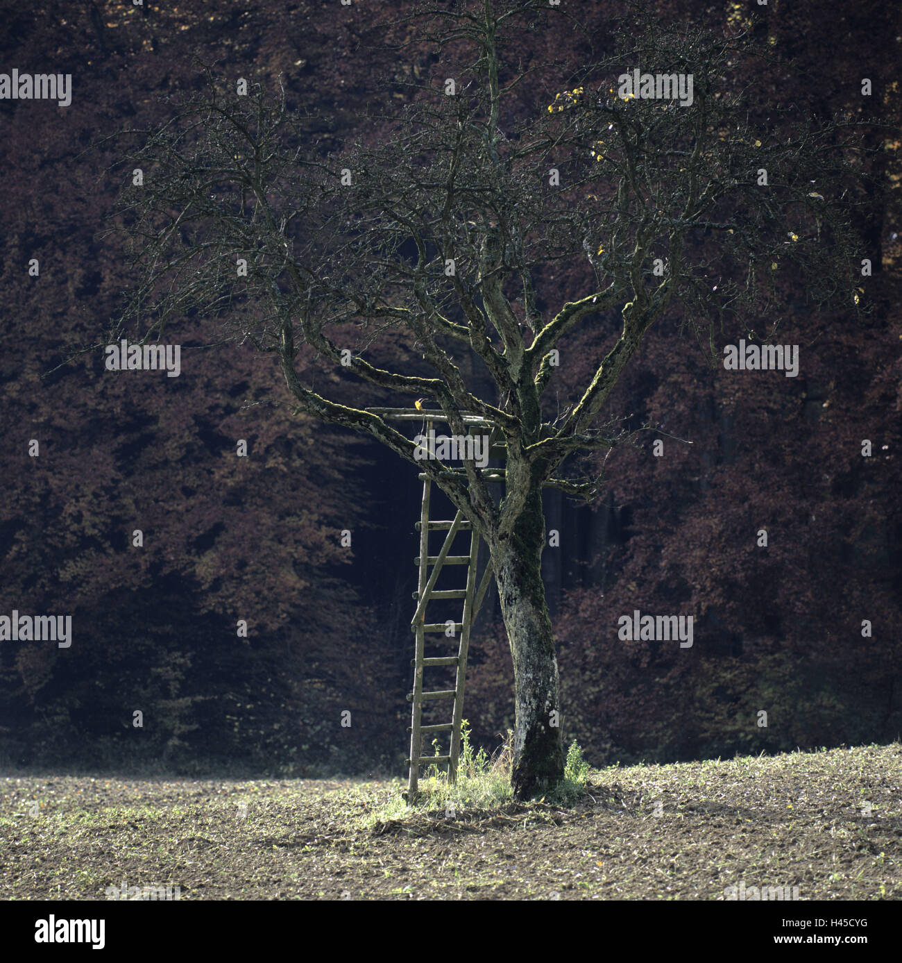 Autumn wood, tree, raised hide Stock Photo - Alamy