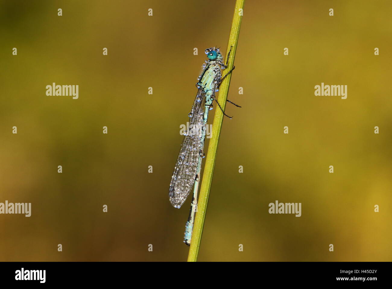 Male Common Blue Damselfly in Morning Dew Stock Photo - Alamy