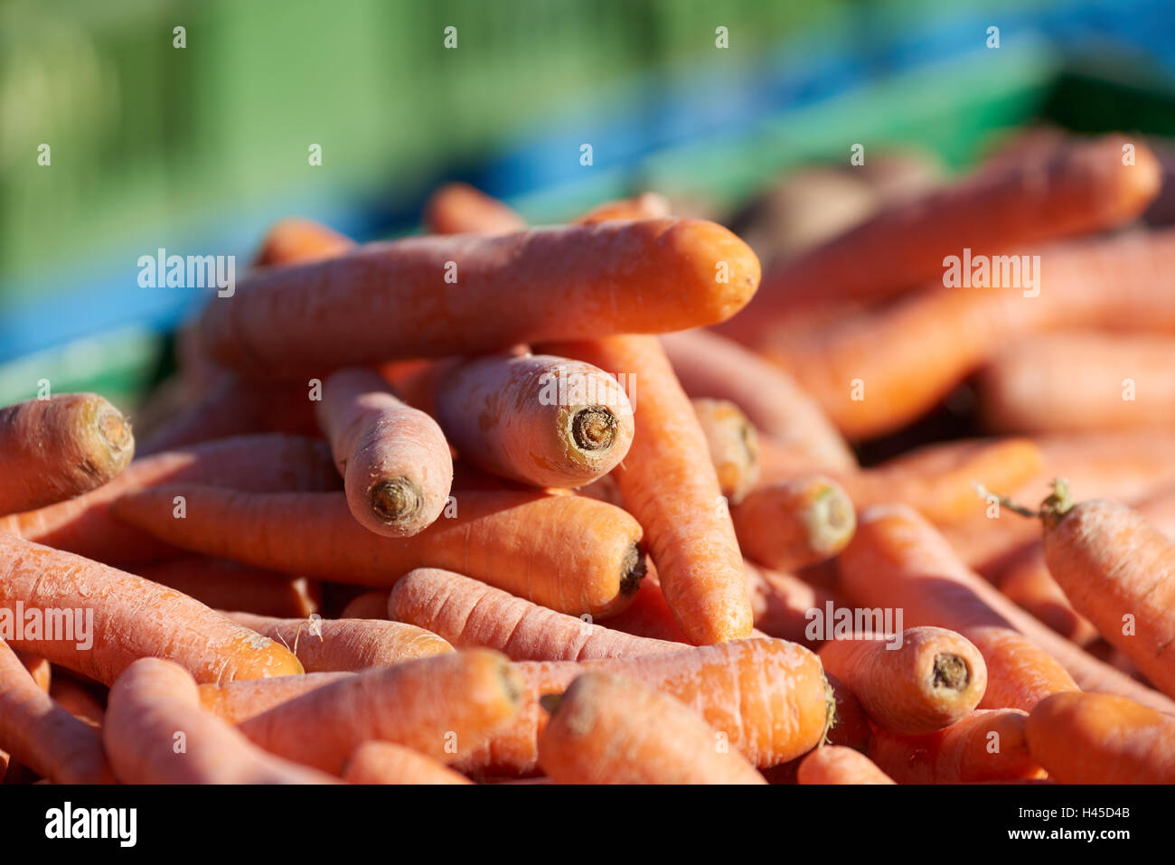 Carrots. Fresh organic carrots. Closeup with clear field of focus Stock ...