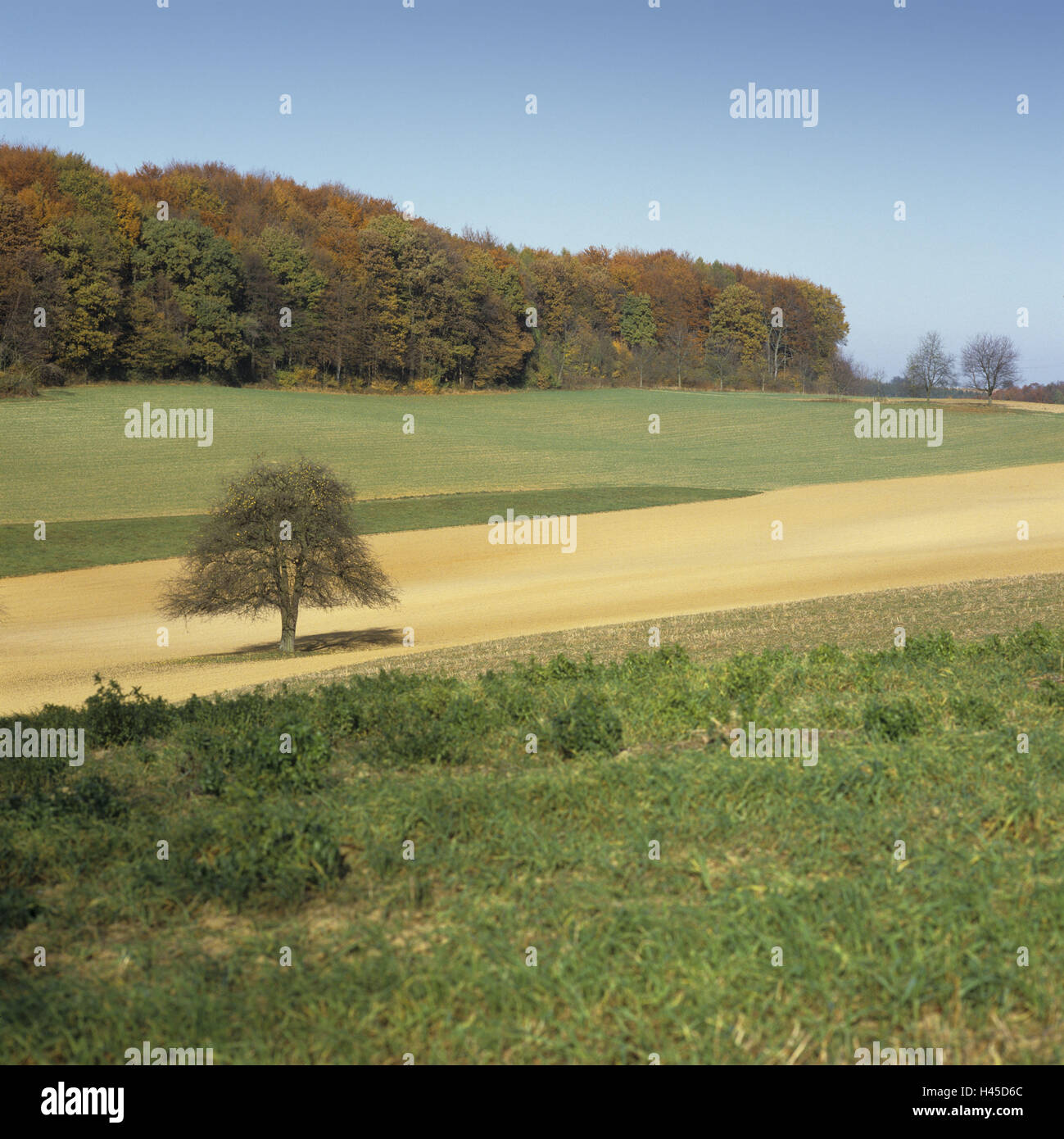 Field scenery, autumn Stock Photo - Alamy