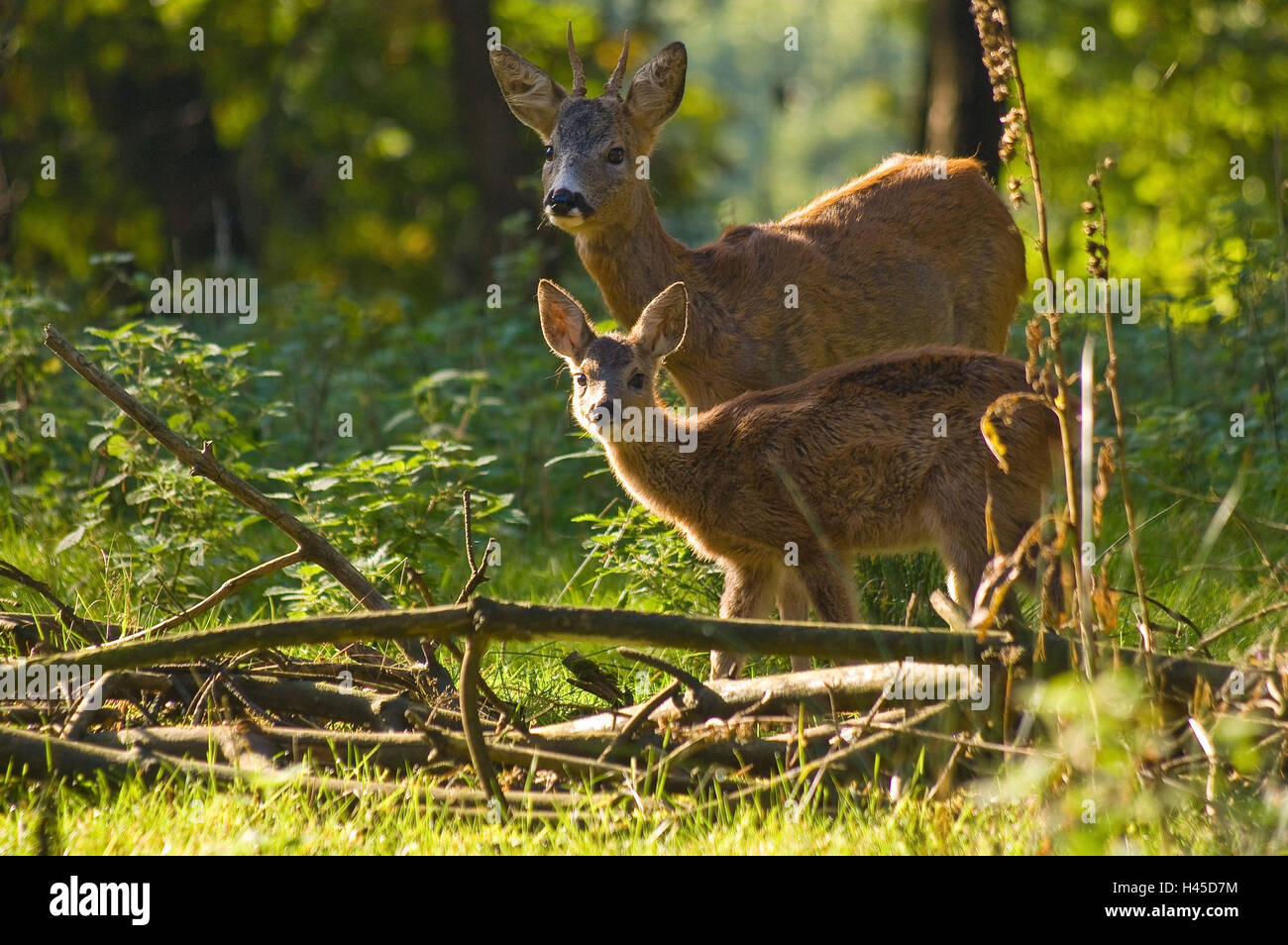Rehbock, philistine, Fawn, Capreolus capreolus Stock Photo - Alamy