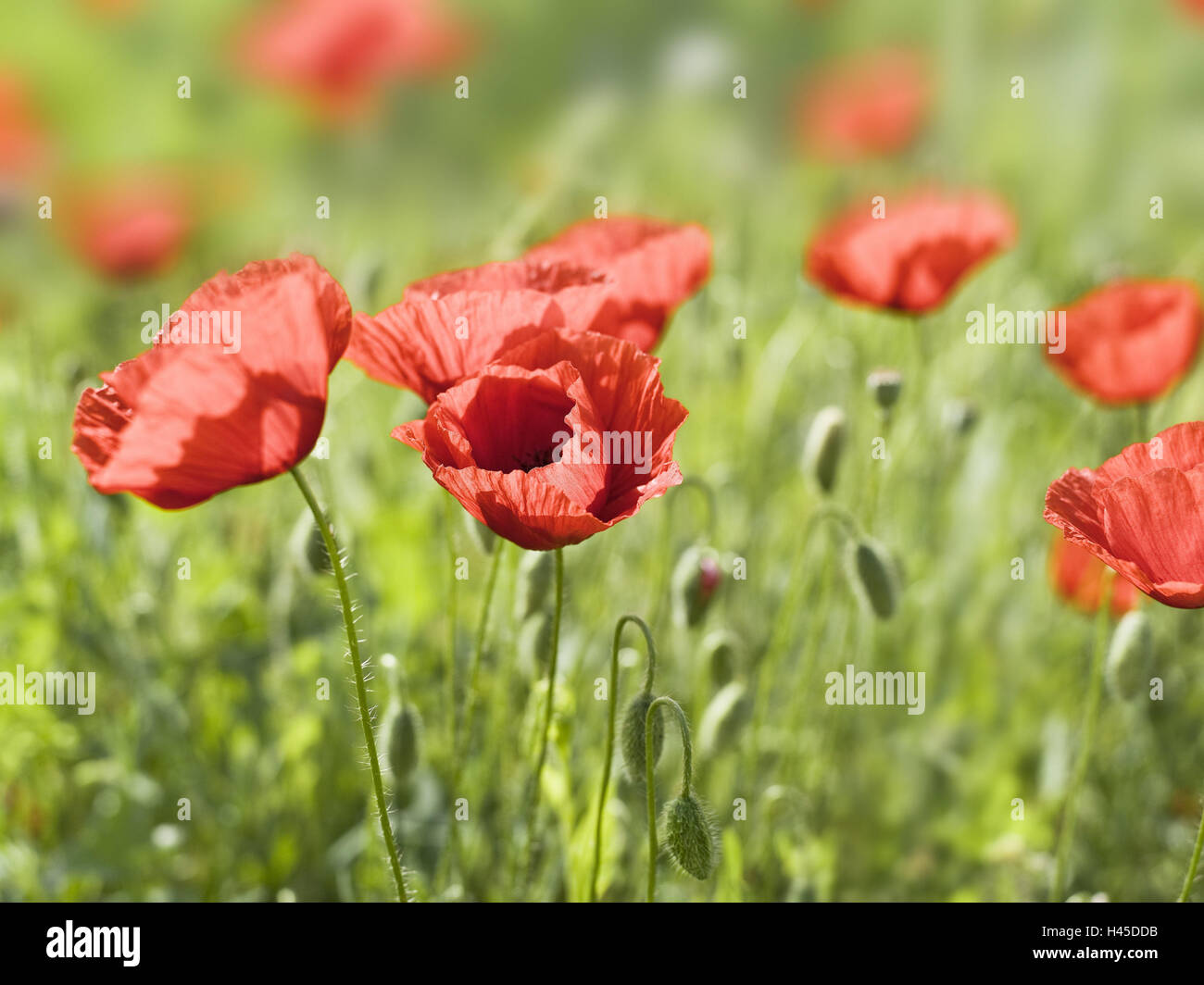 Clap poppy seed, Papaver rhoeas, field, poppy seed, fire poppy seed ...