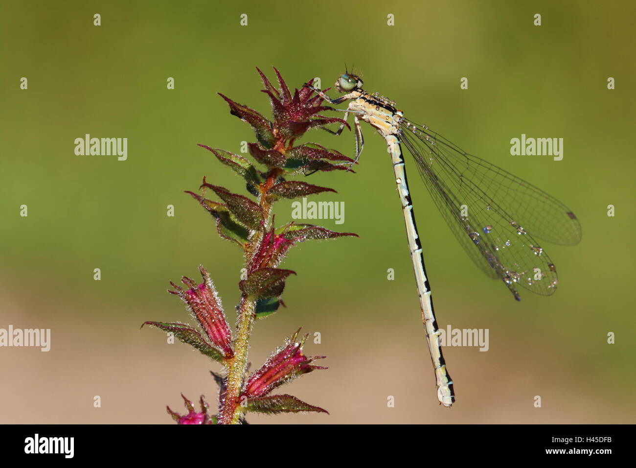 Female Common Blue Damselfly in Morning Dew Stock Photo - Alamy