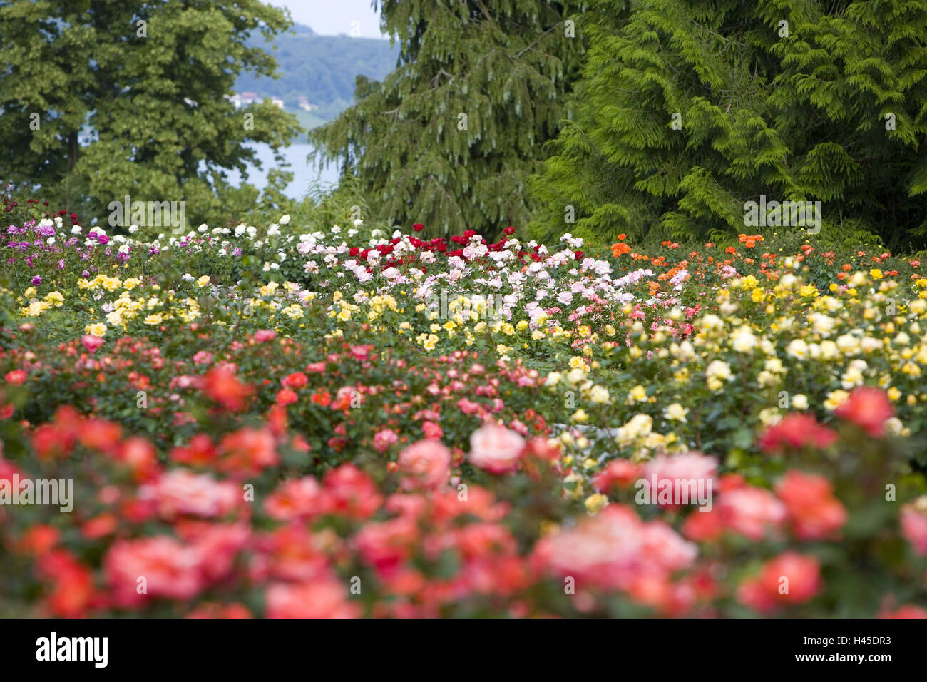 Rose garden mainau germany hi-res stock photography and images - Alamy