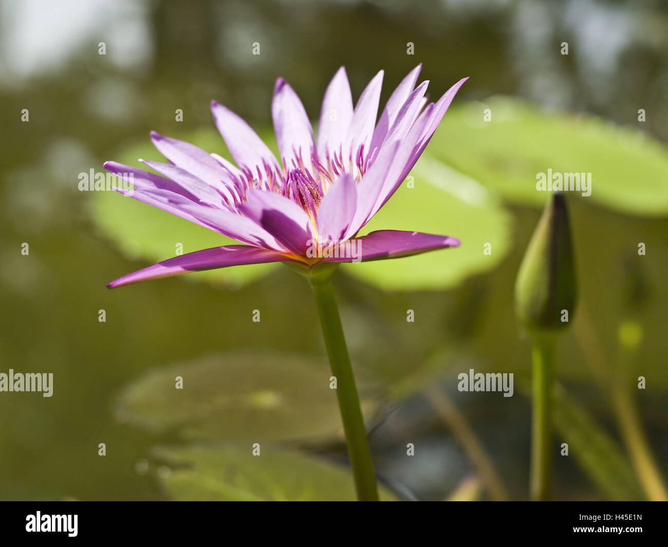Coloured water lily, Nymphaea colorata, blossom, blur, leaves, water ...