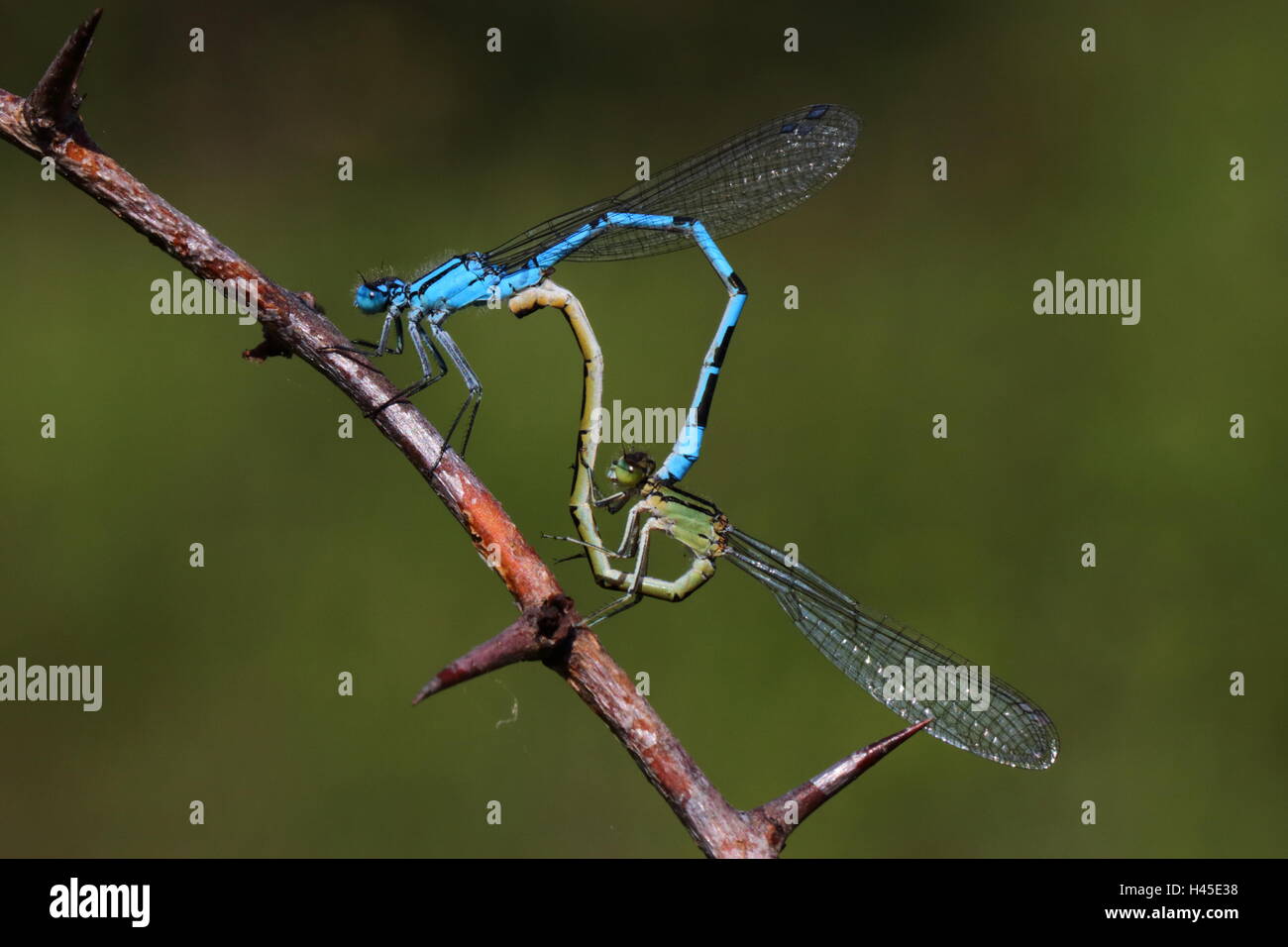 Blue form female common blue damselfly hi-res stock photography and ...