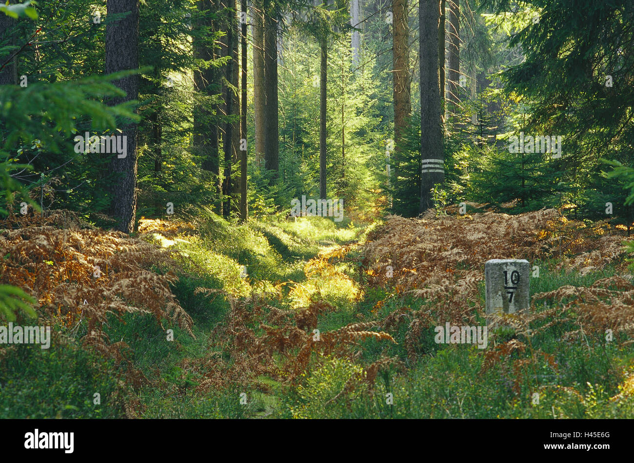 Germany, Bavaria, wood, border way, Germany Czech republic, border area ...