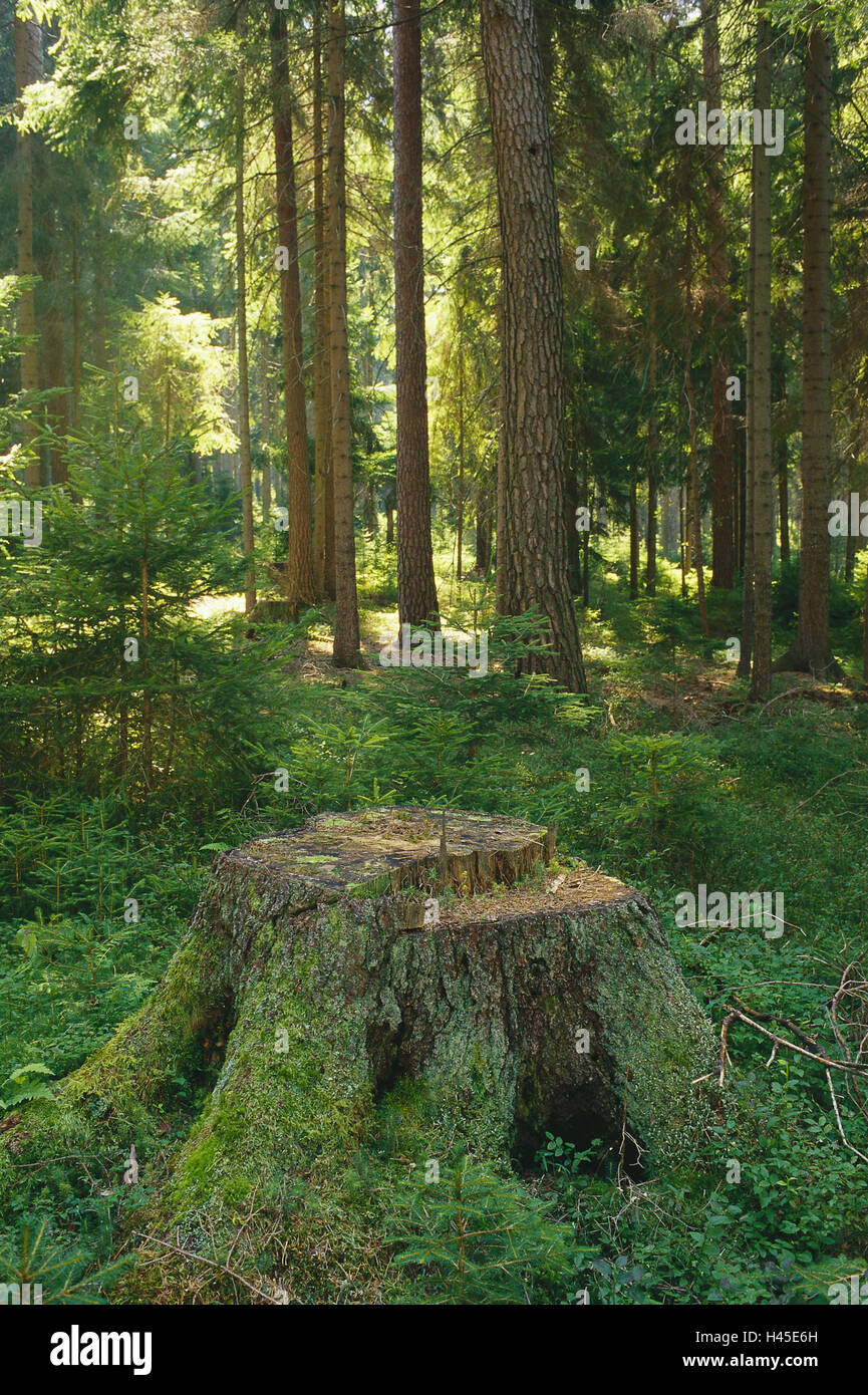 Czech republic germany border hi-res stock photography and images - Alamy