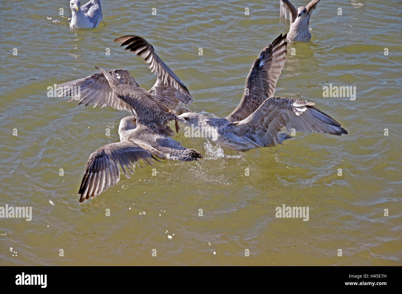 gulls fighting over scraps Stock Photo - Alamy