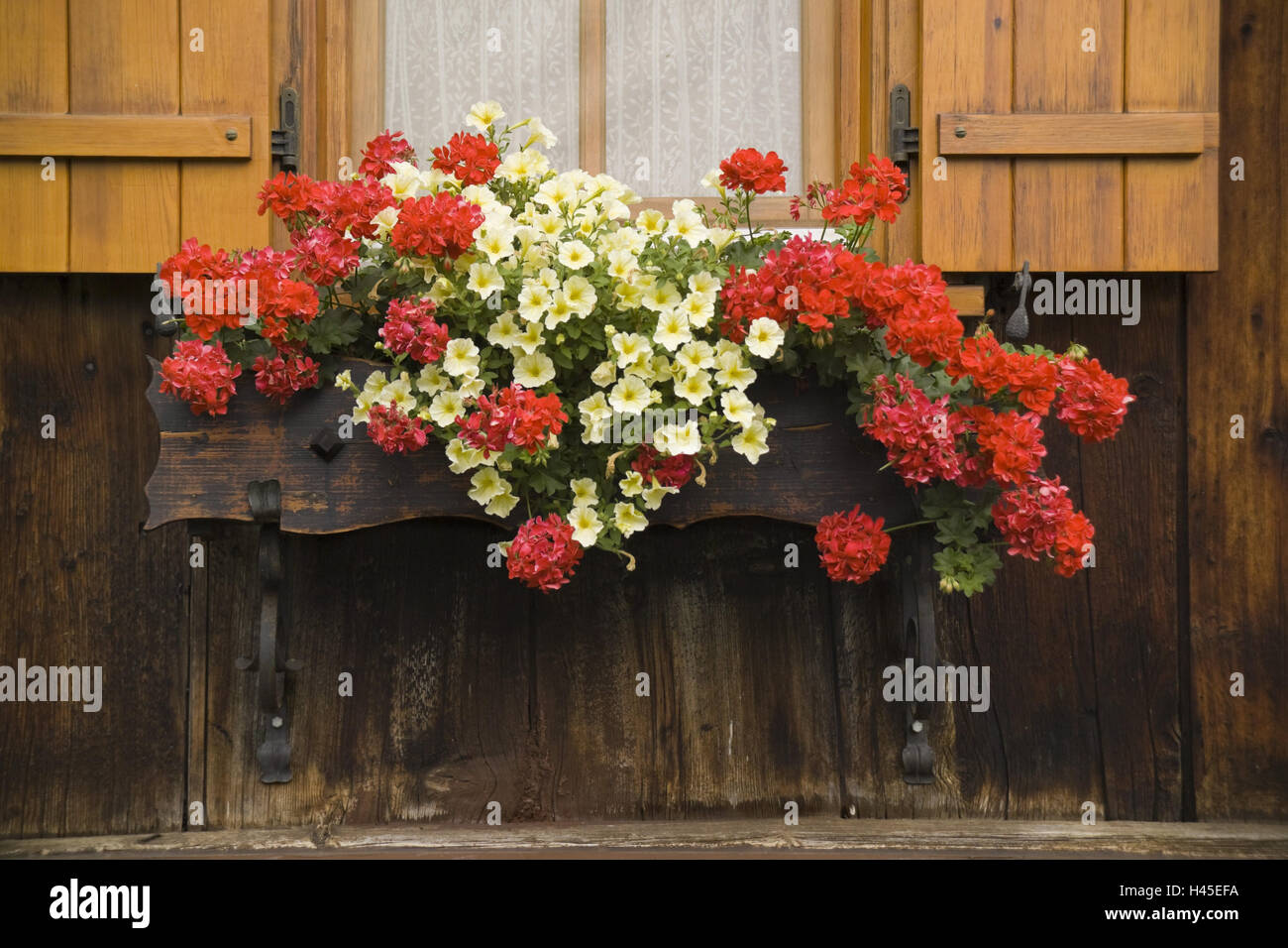 Window box, geraniums, petunias Stock Photo - Alamy