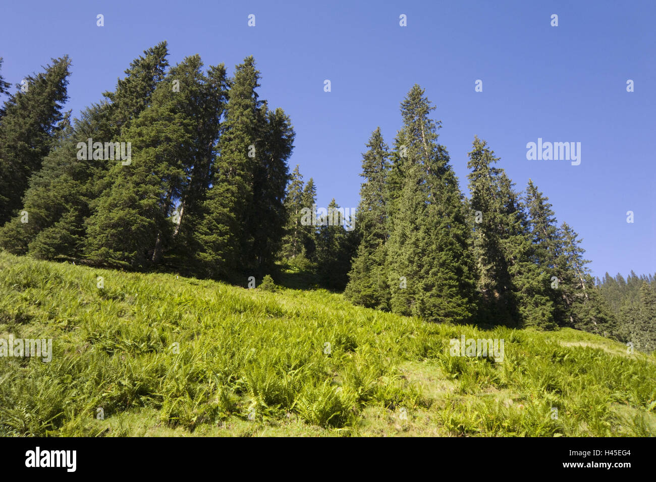 Mountainside, conifers, ferns Stock Photo - Alamy