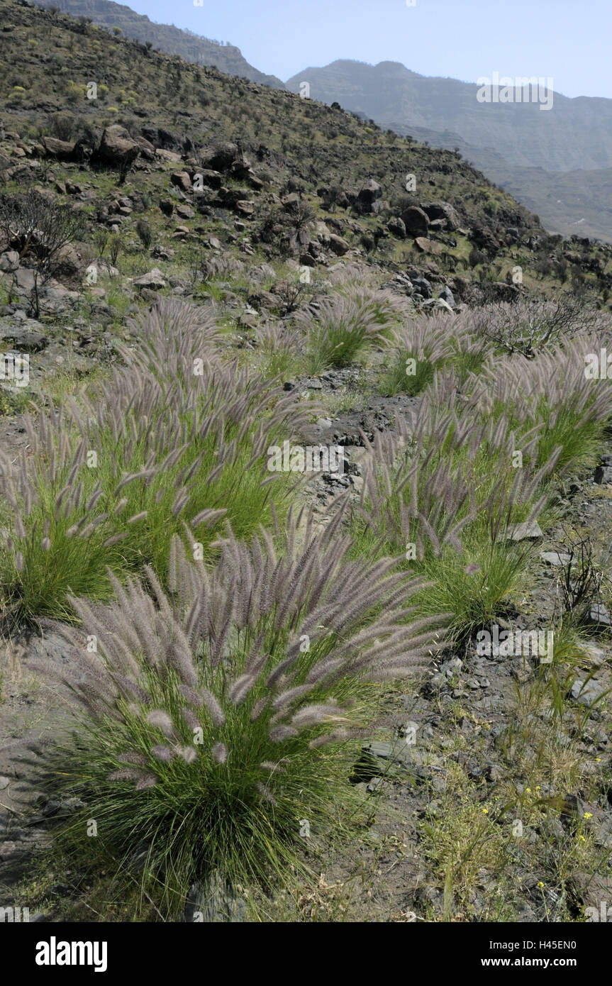 Spain, Canary islands, island grain Canaria, travelling area Tasarte ...