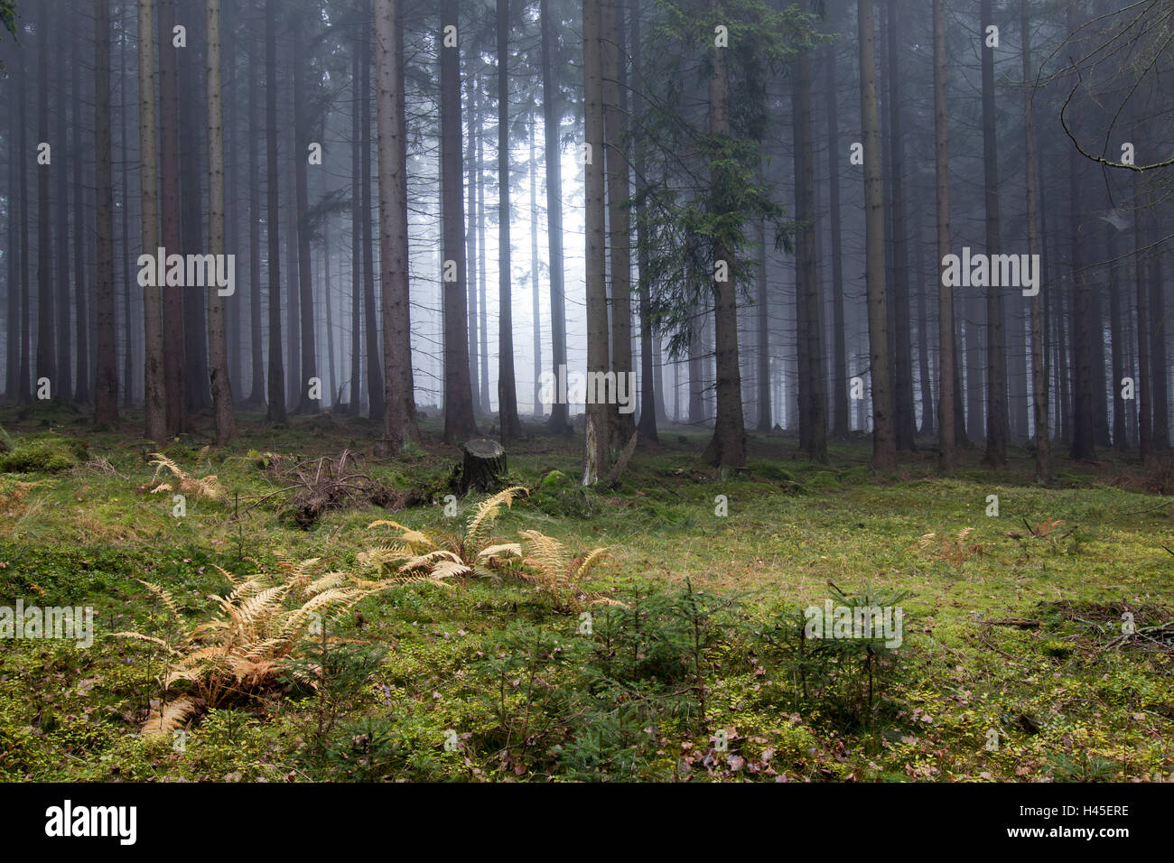 Slavkov forest hi-res stock photography and images - Alamy