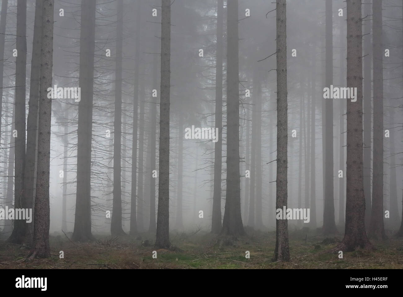 Slavkov Forest High Resolution Stock Photography and Images - Alamy