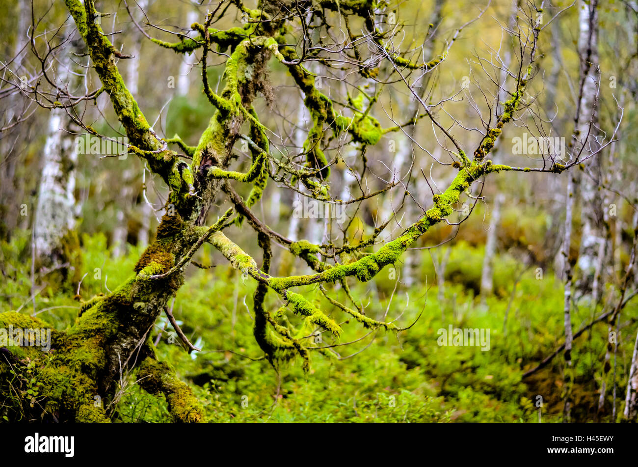 Fully grown tree hi-res stock photography and images - Alamy