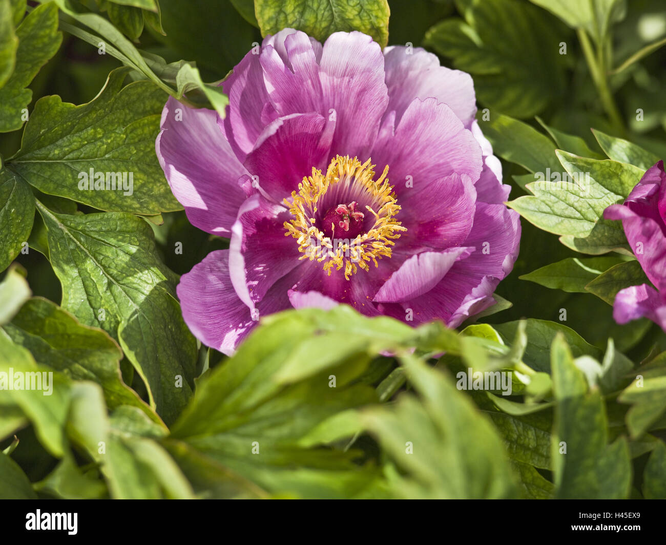 Peony, Paeonia spec., blossom, pink, garden, cut flowers, ornamental ...