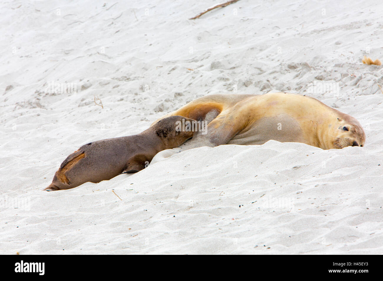 Australian sea lions at Seal Bay, south coast of kangaroo island,South ...