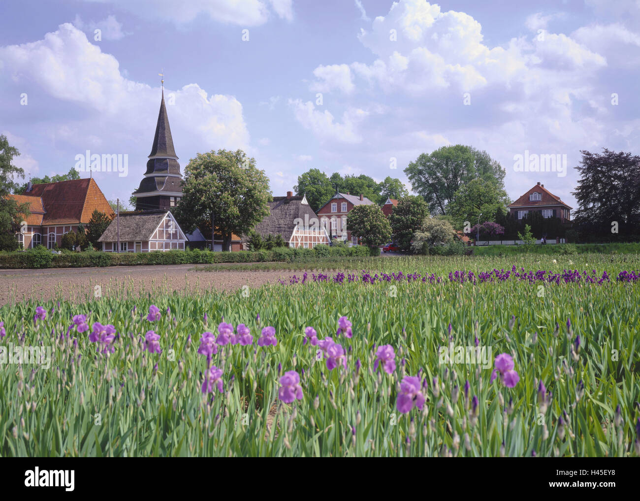 Flowers reet hi-res stock photography and images - Alamy